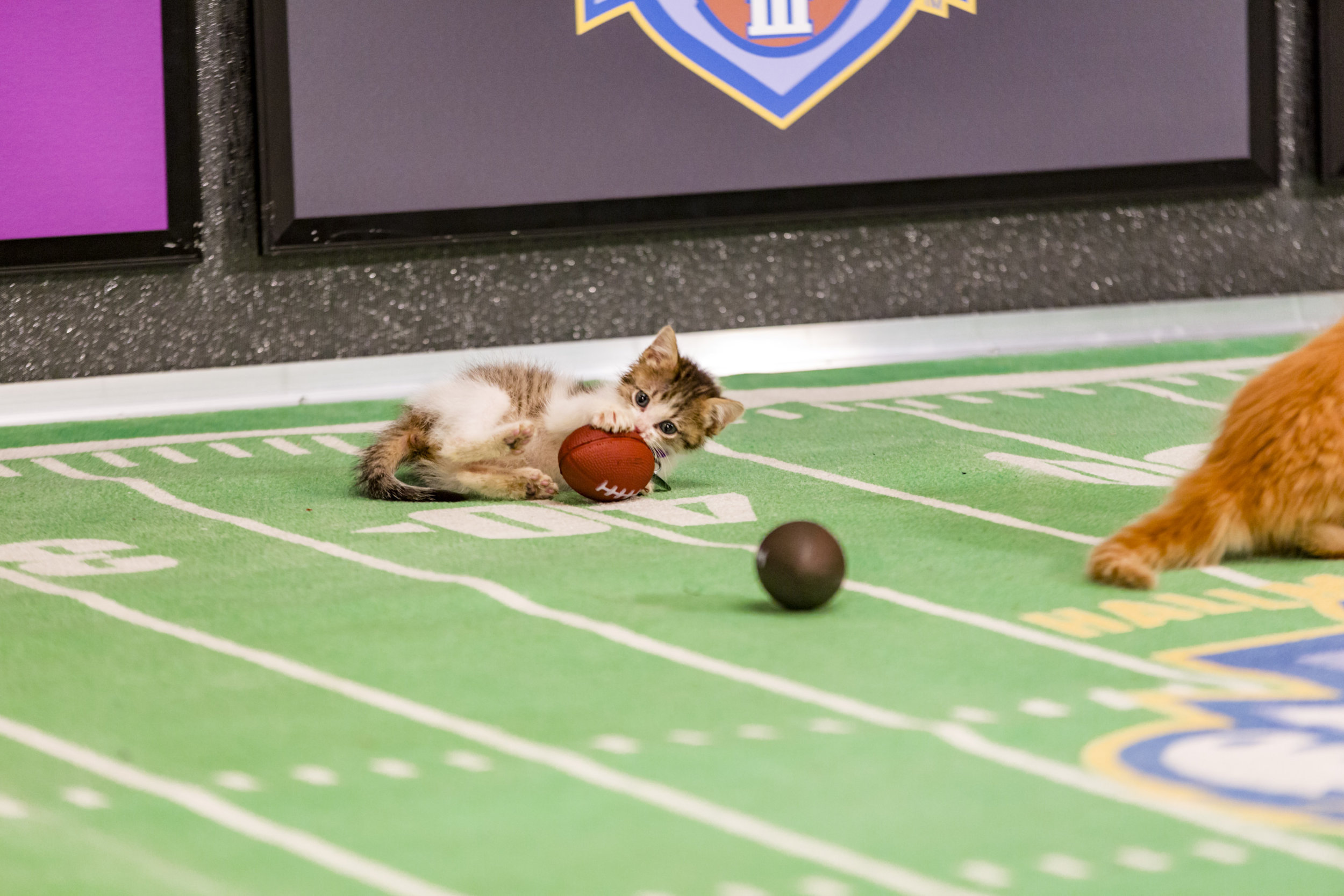 Kitten Bowl III Photo Gallery 9