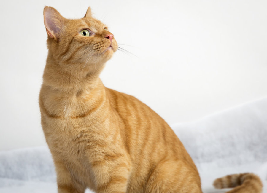 Happy's Friends | Hallmark Channel