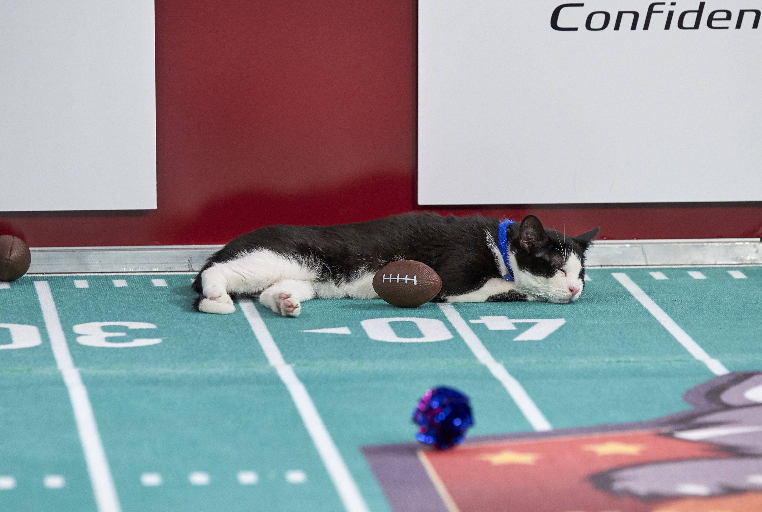 Photos from Cat Bowl - 13